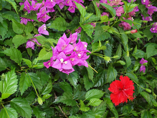 colourcanada | Free colouring pages and Canadian t shirts